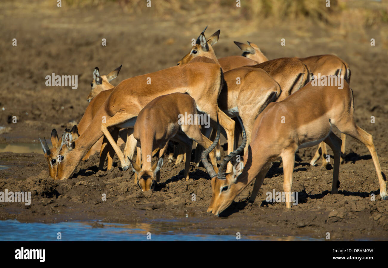 Group impala drinking water hi-res stock photography and images - Alamy