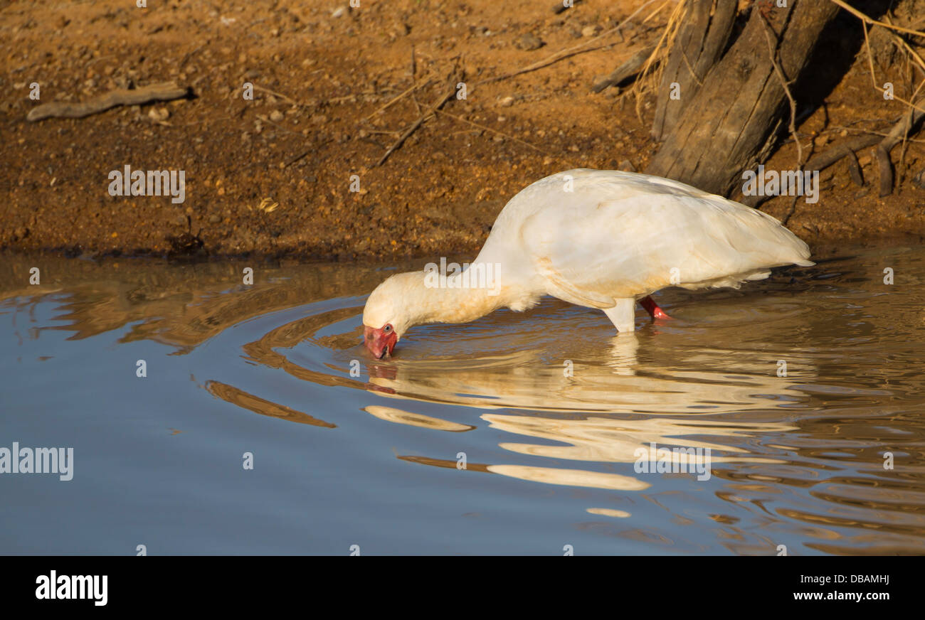 spoonbill feeding in mankwe dam Stock Photo - Alamy