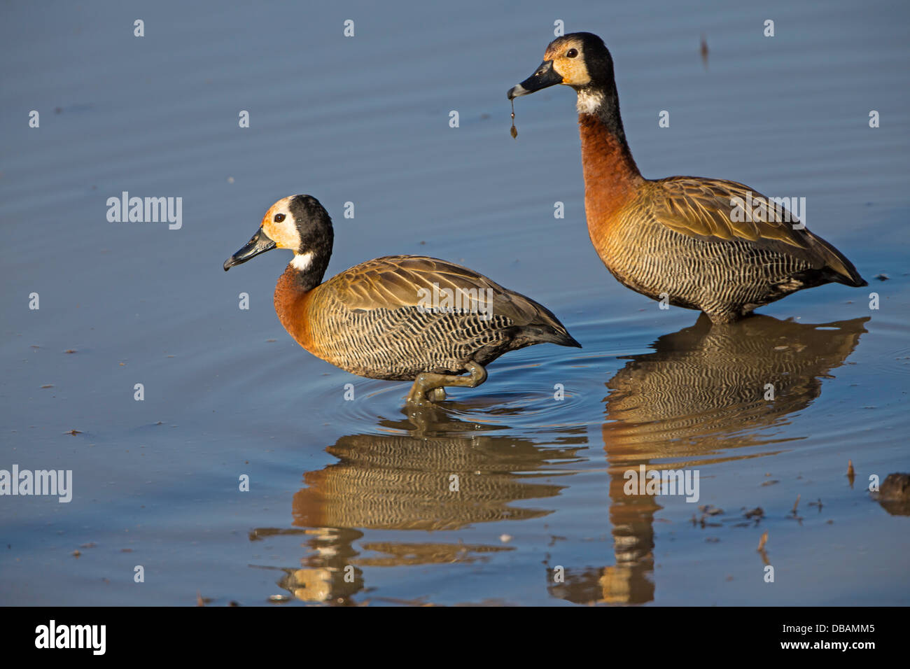 White dam hi-res stock photography and images - Alamy