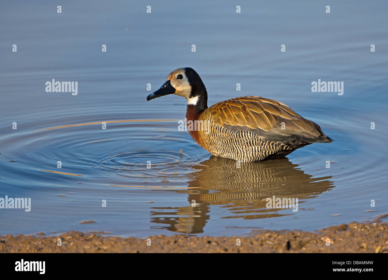white faced duck entering dam Stock Photo - Alamy