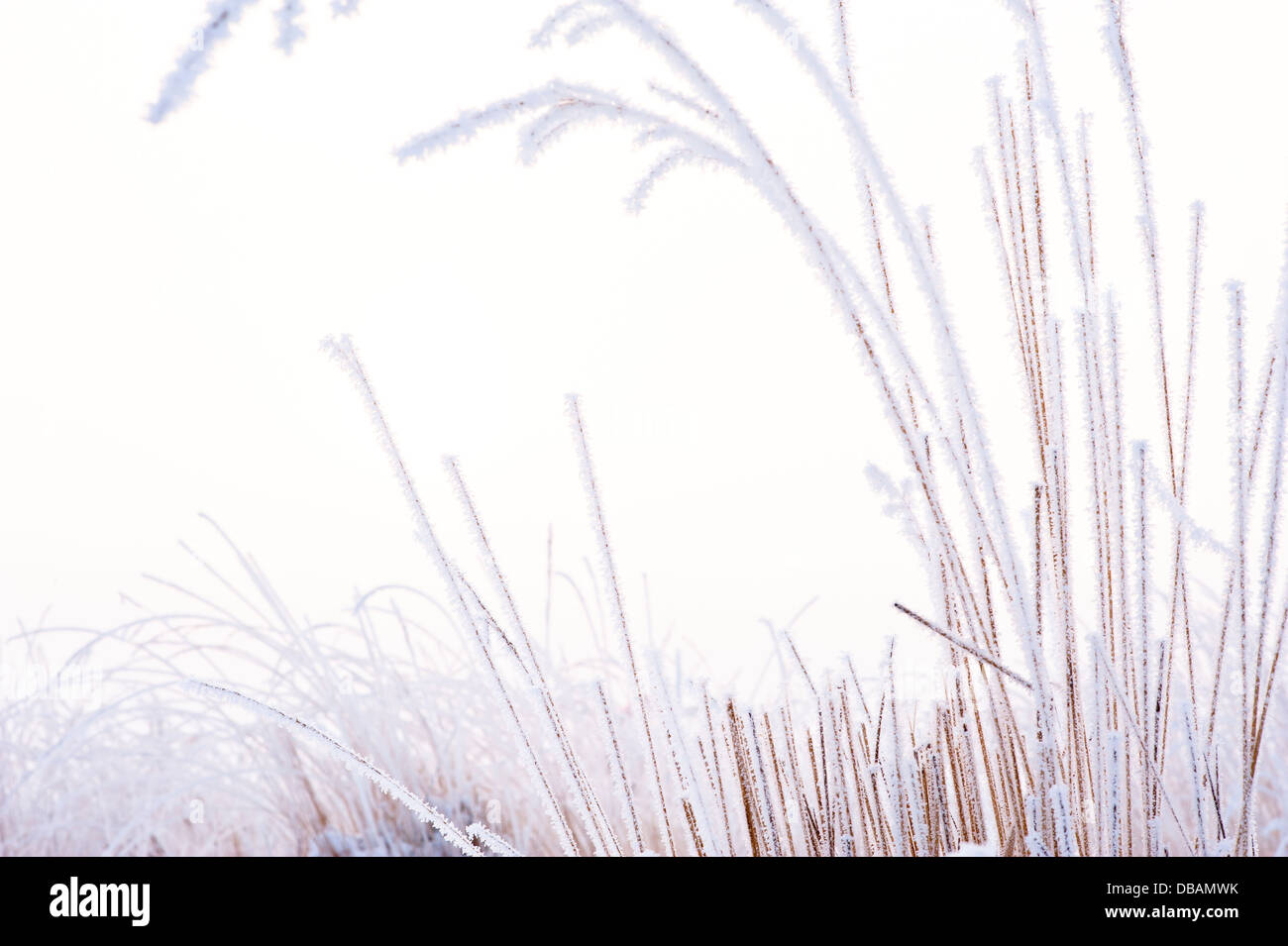 detail of grass covered with snow Stock Photo - Alamy