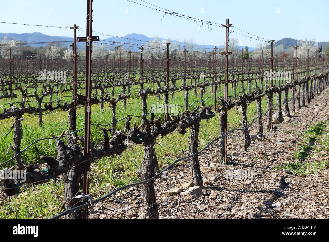 Grapevines in a Row in Napa Valley California Stock Photo - Alamy