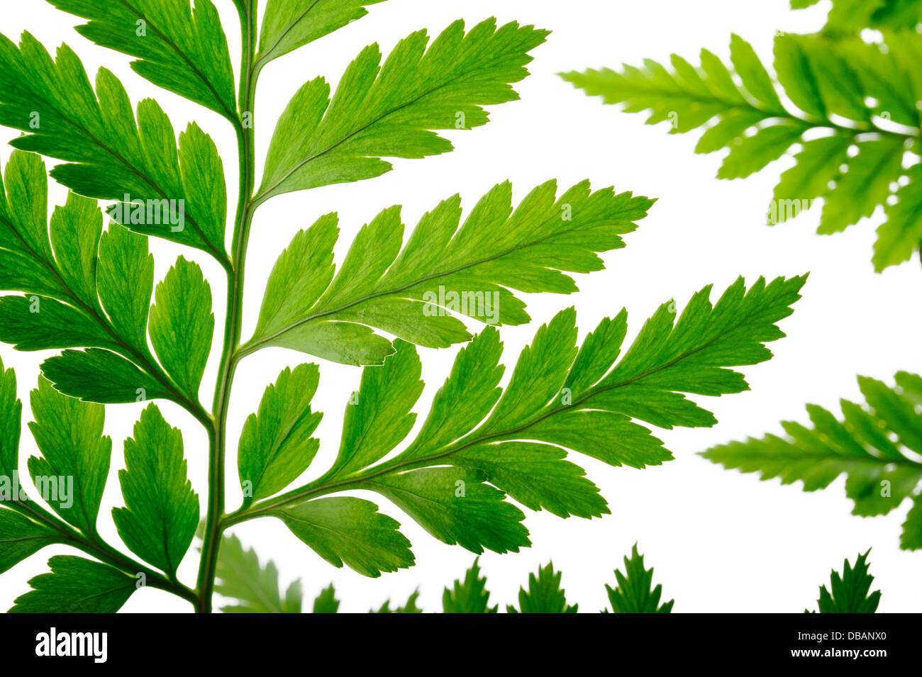 Green fern leaf hi-res stock photography and images - Alamy