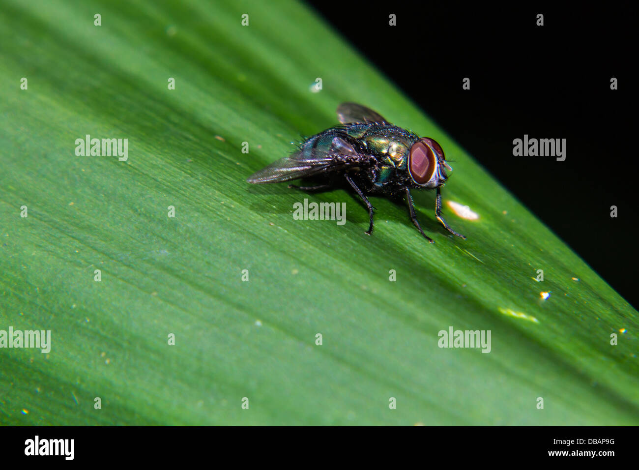 Fly photographs hi-res stock photography and images - Alamy