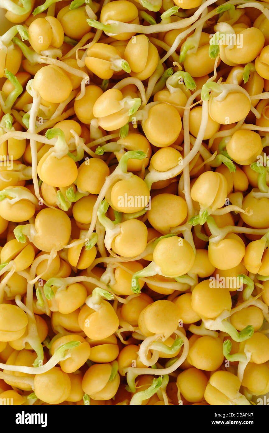 pea sprouts background Stock Photo - Alamy