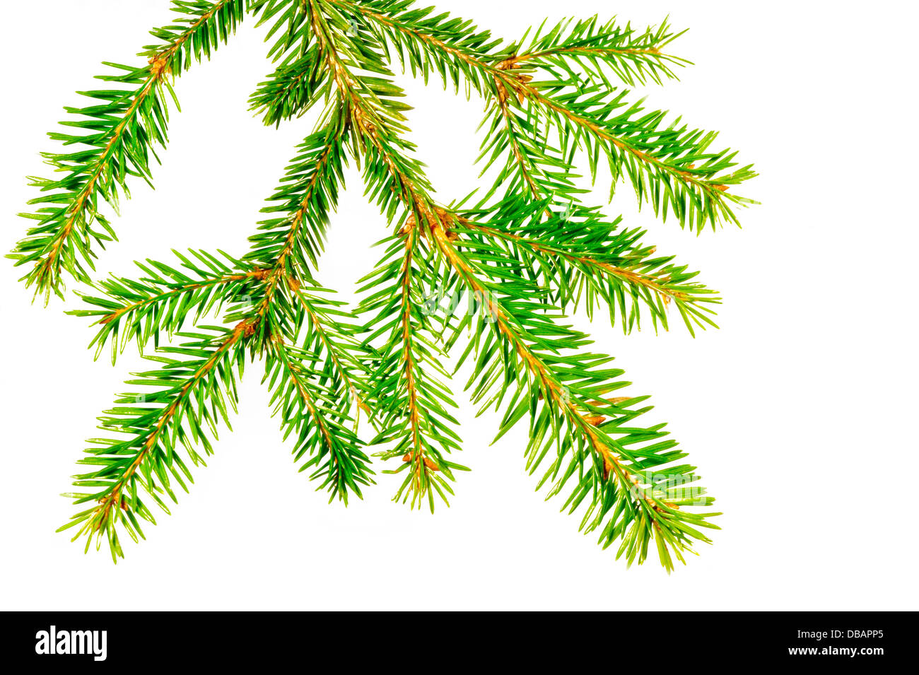The branch of a Christmas tree with short needles on a white background ...