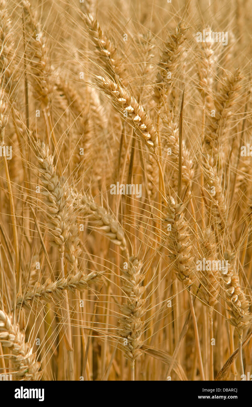 ripe wheat background Stock Photo - Alamy