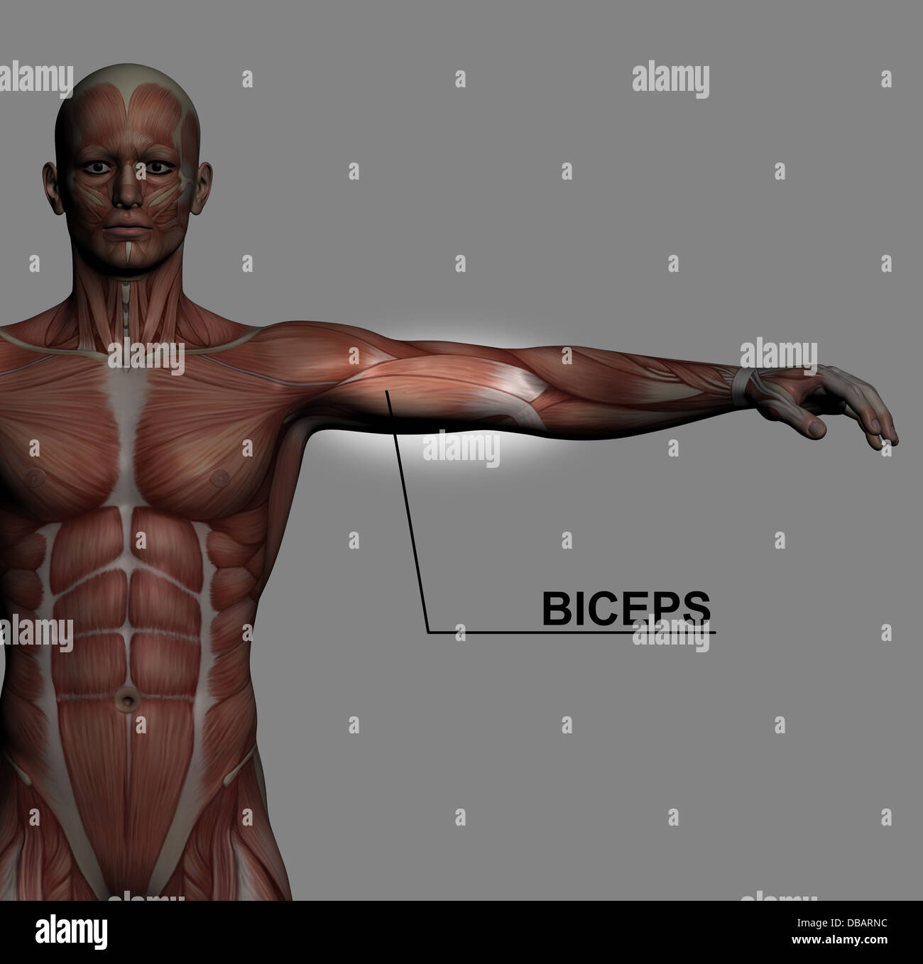 Human Anatomy - Male Muscles made in 3d software with highlighting ...