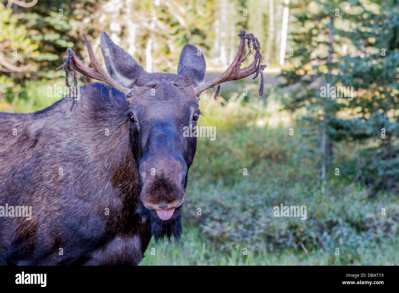 Moose (Alces alces) Young bull moose, with velvet hanging from new ...