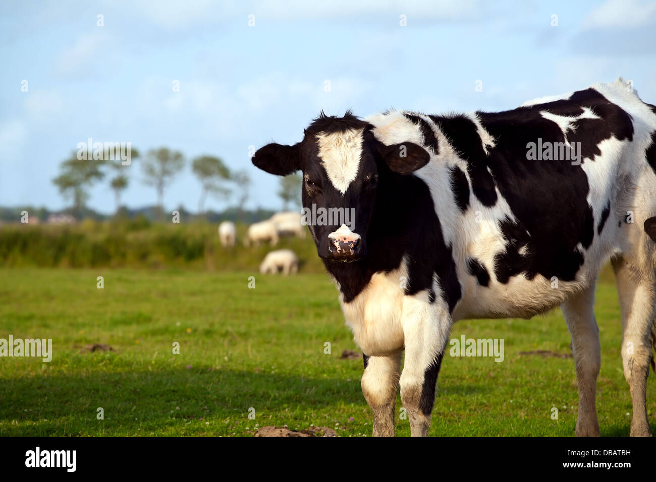 cute black and white cow on pasture in summer Stock Photo - Alamy