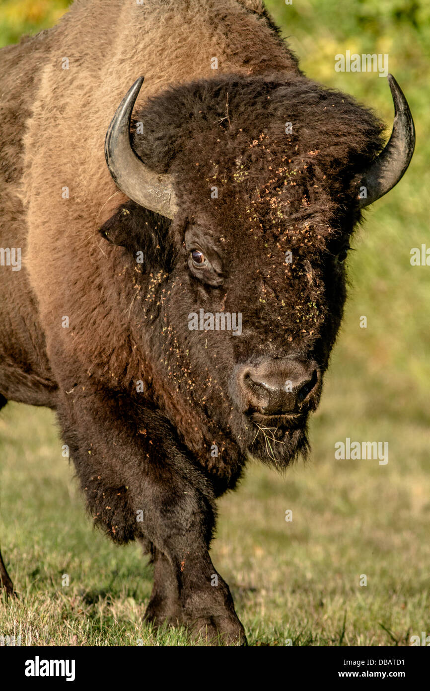 Plains Bison (Bison bison bison) Vertical head shot of a male, Plains ...