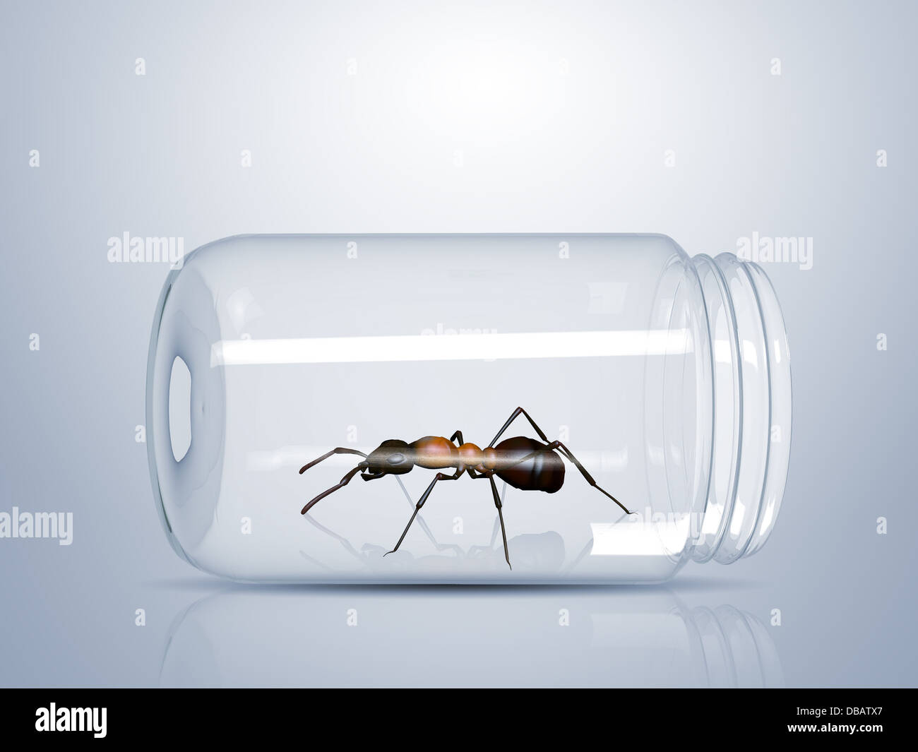 Ant in a glass jar Stock Photo - Alamy