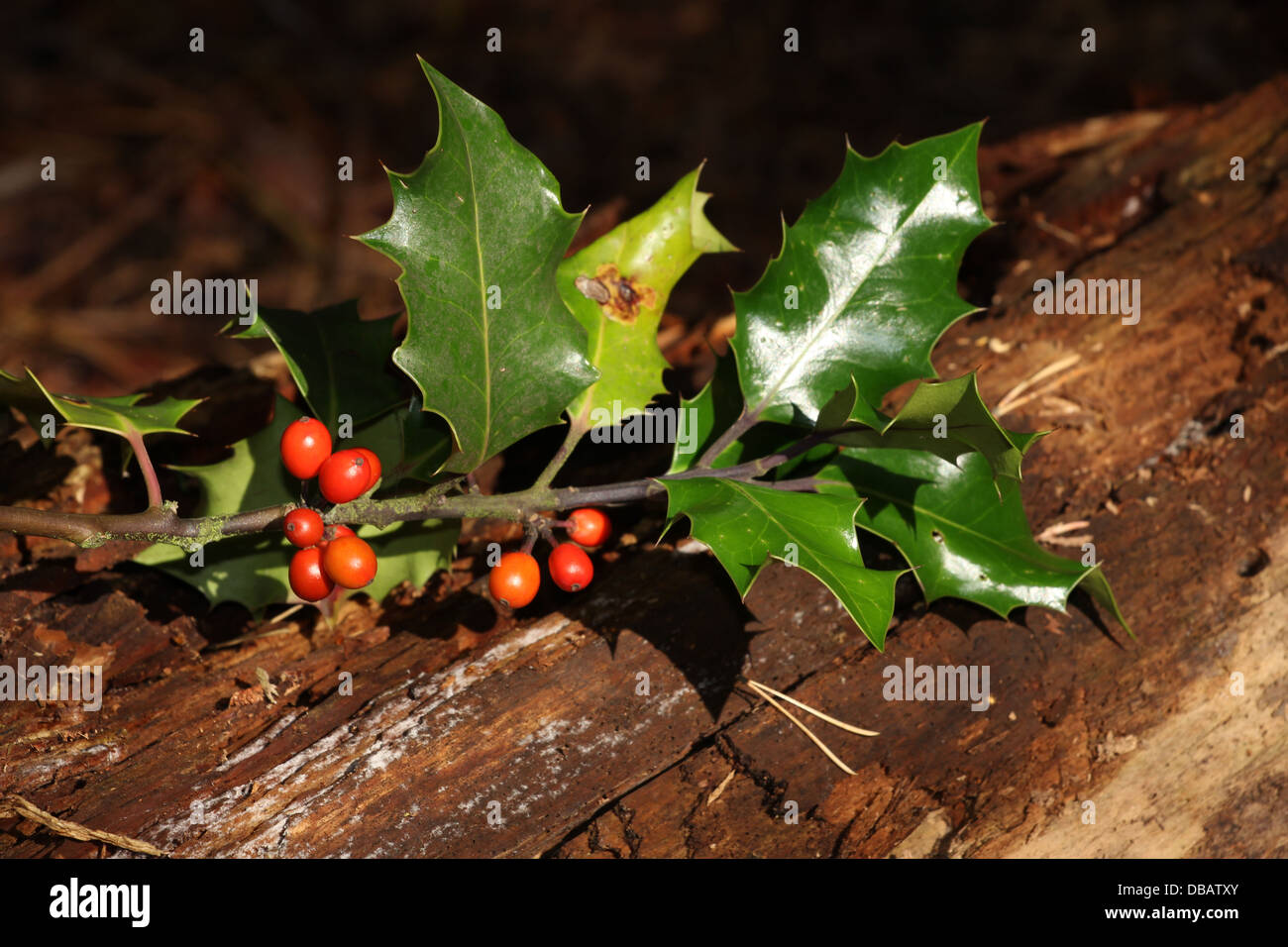 Holly branch hi-res stock photography and images - Alamy
