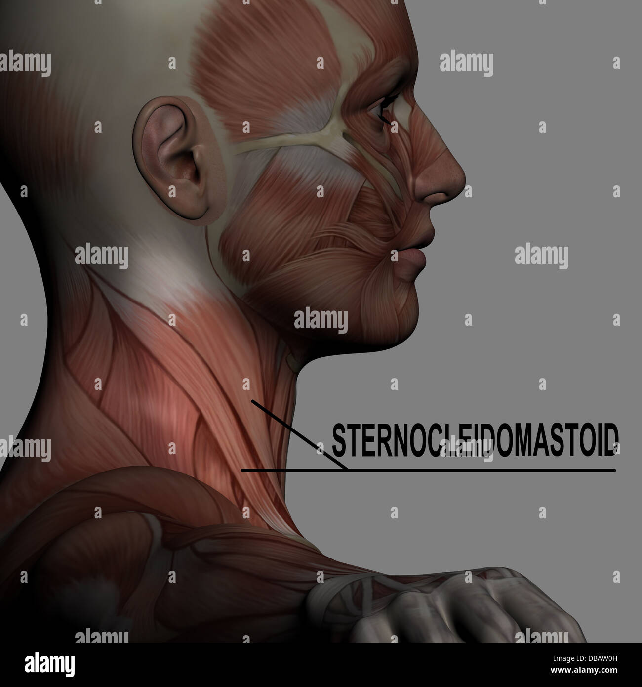 Sternocleidomastoid muscle hi-res stock photography and images - Alamy