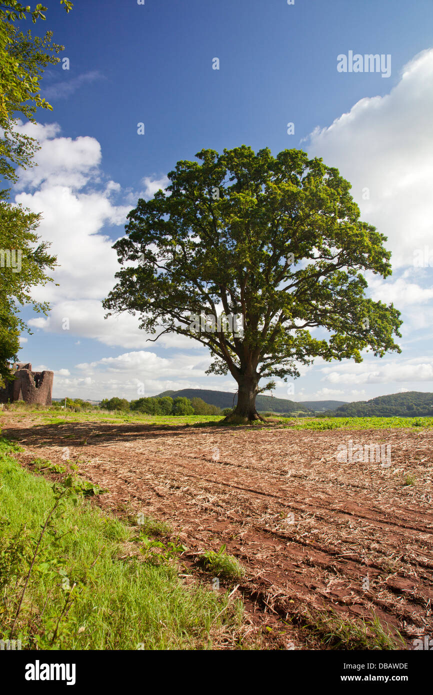 A solitary oak tree (Quercus robur) in a field next to Goodrich Castle ...