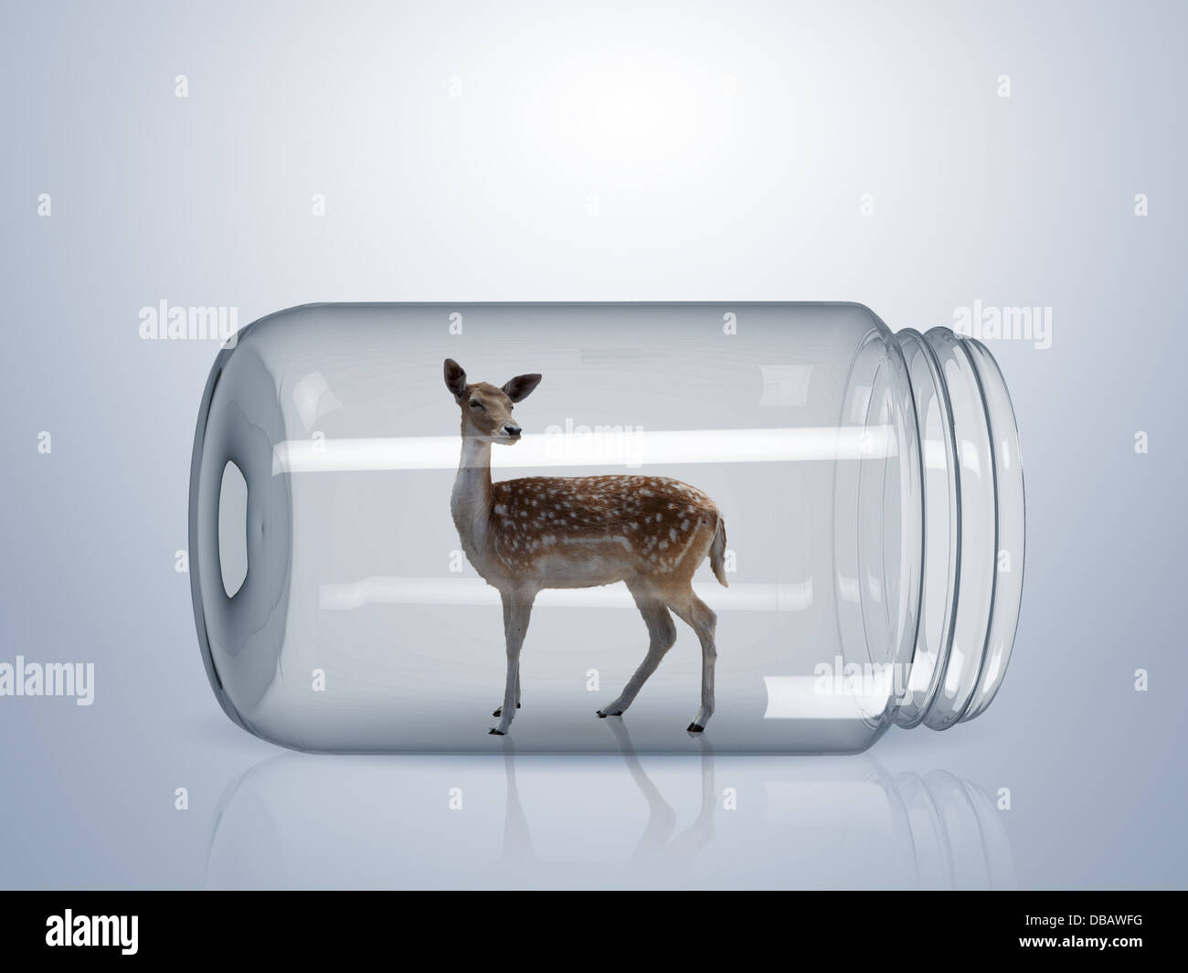 Wild deer inside glass jar Stock Photo - Alamy