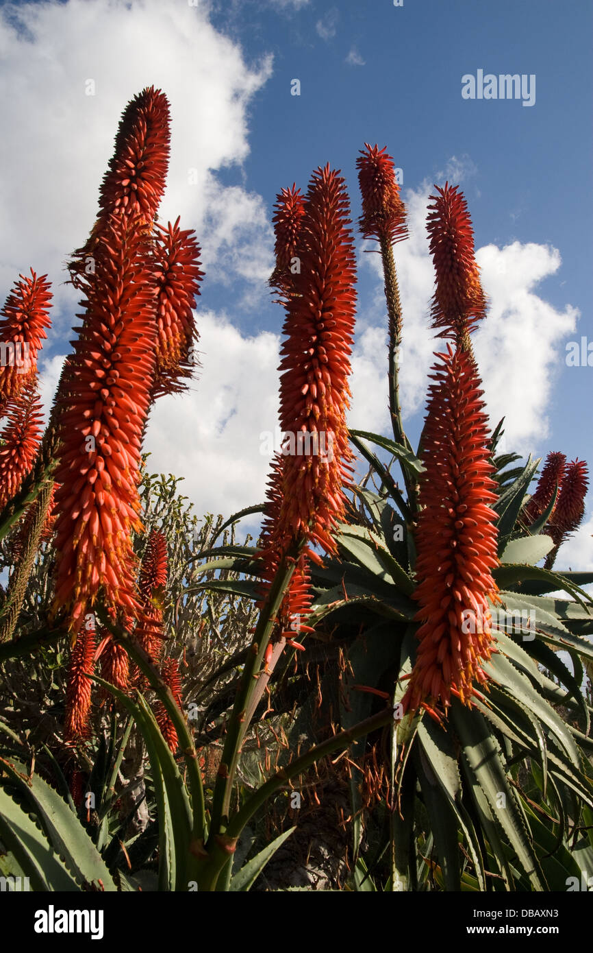 Plants in the Botanial Gardens of Funchal On the island of Madeira ...