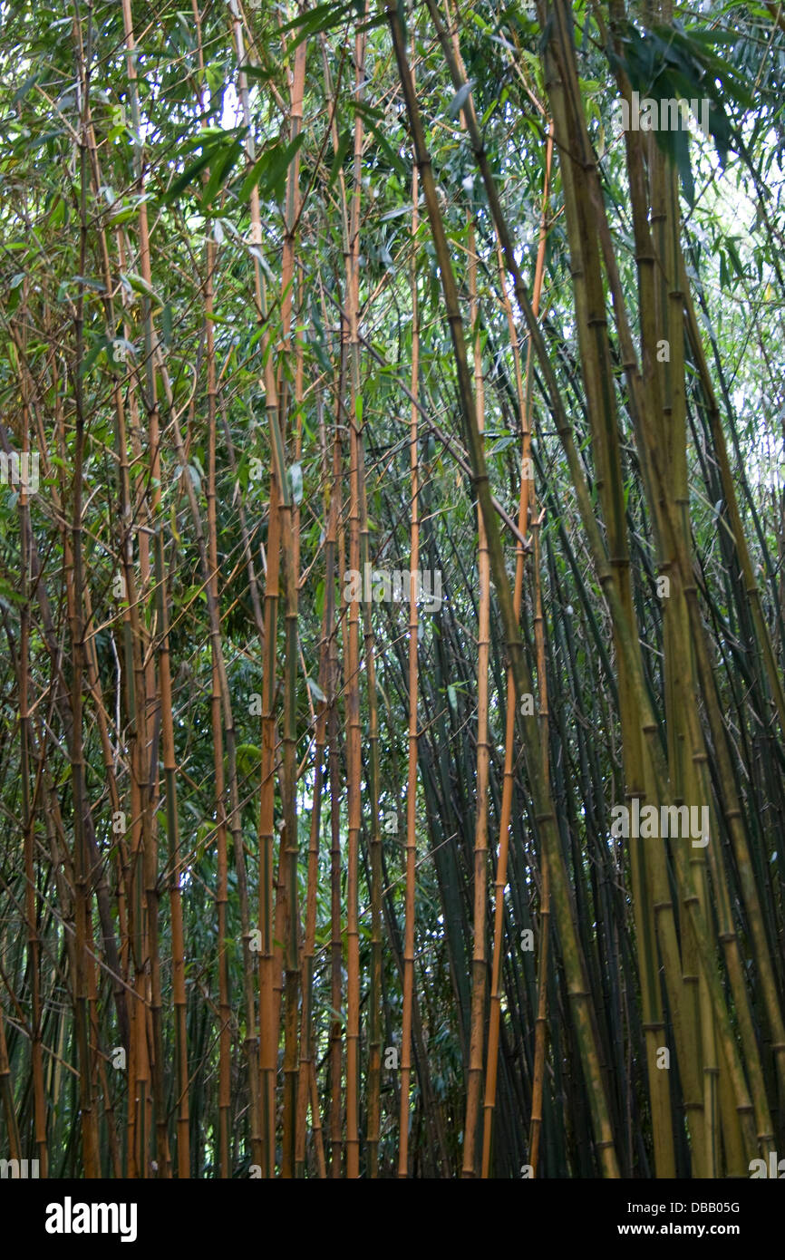Bambus-Wald; bamboo jungle Stock Photo - Alamy