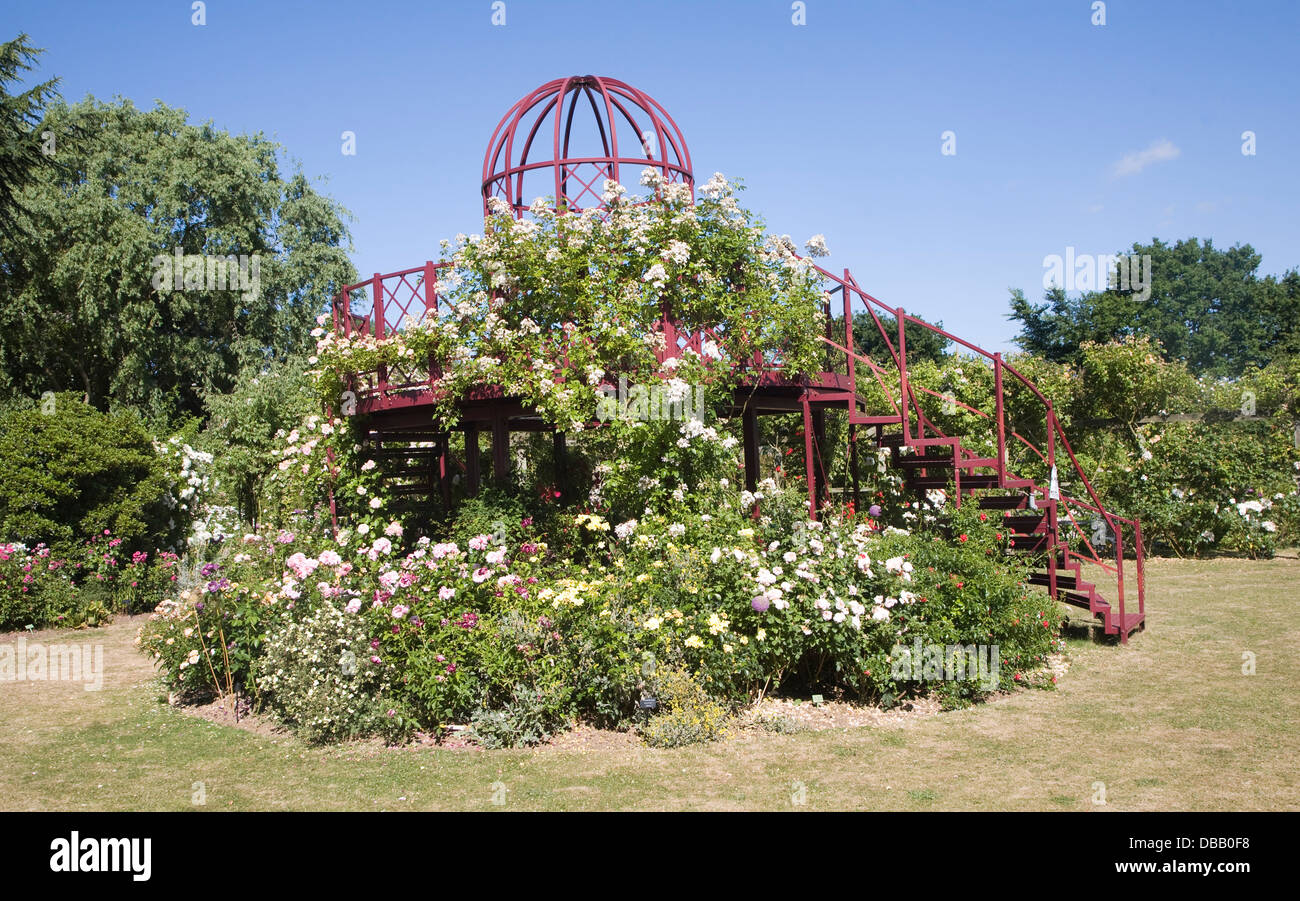 Peter beales rose garden hi-res stock photography and images - Alamy