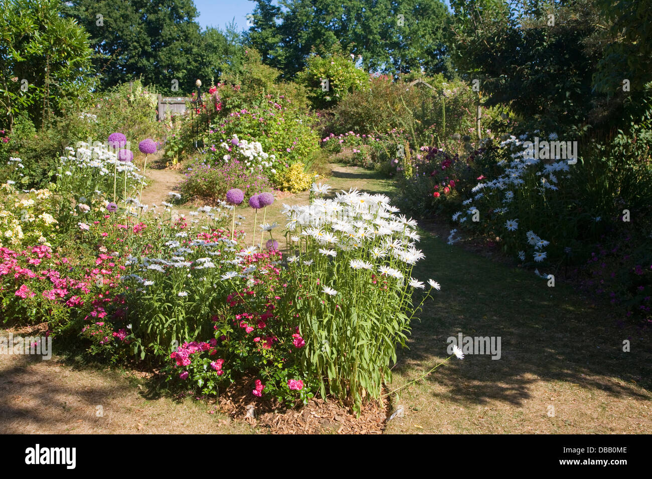 Peter beales roses hi-res stock photography and images - Alamy