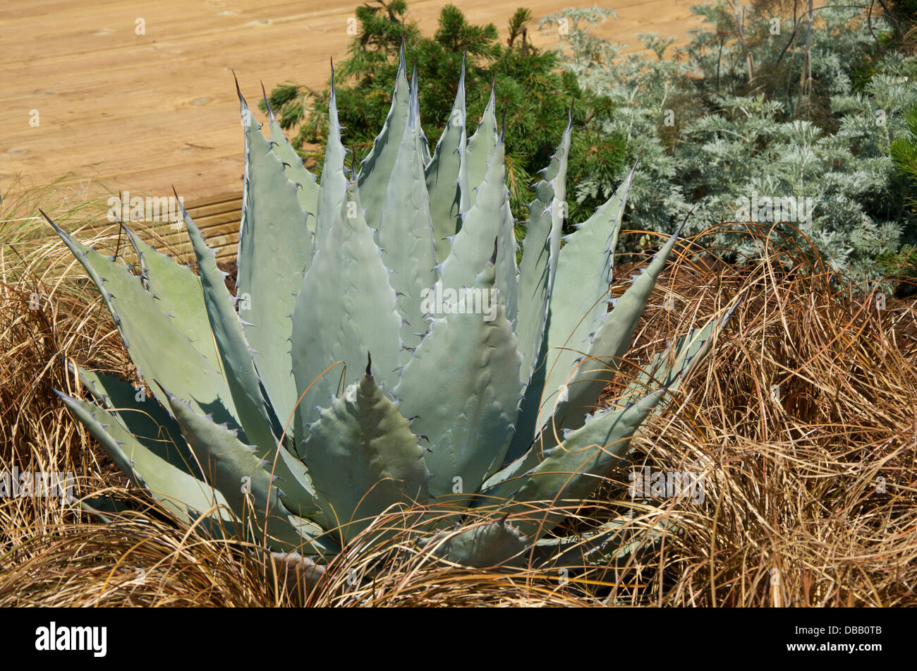 Agave parryi hi-res stock photography and images - Alamy