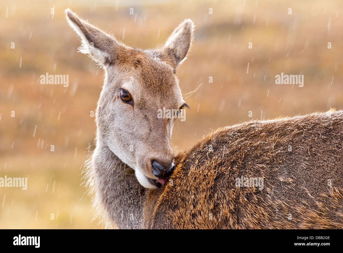 Hind animal hi-res stock photography and images - Alamy