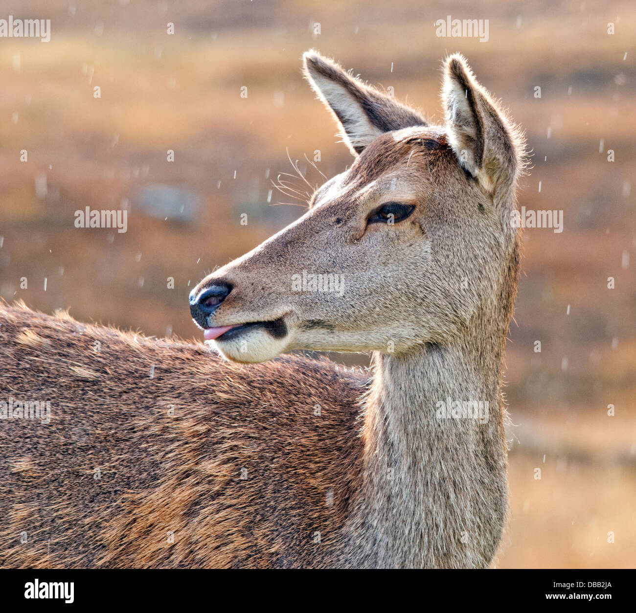 Rain wildlife hi-res stock photography and images - Alamy