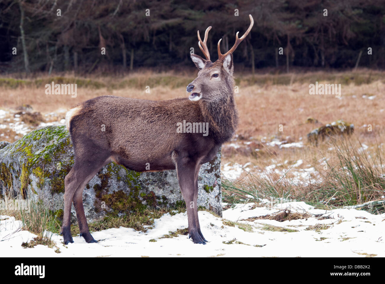 Red deer stag Stock Photo - Alamy