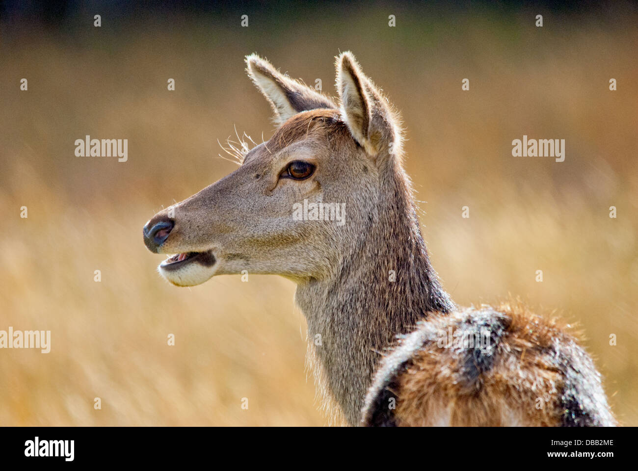 Hind animal hi-res stock photography and images - Alamy