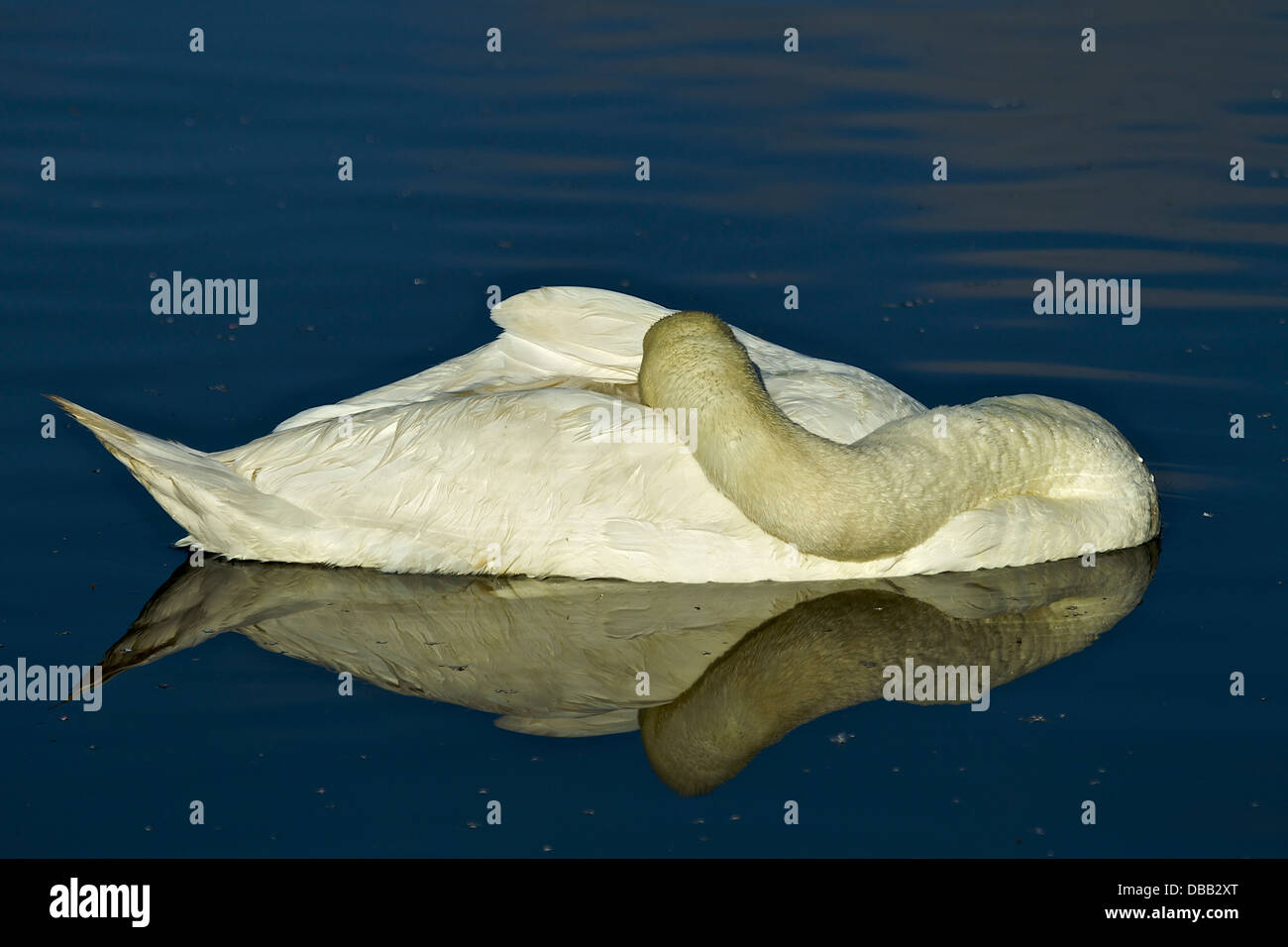Sleeping mute swans hi-res stock photography and images - Alamy