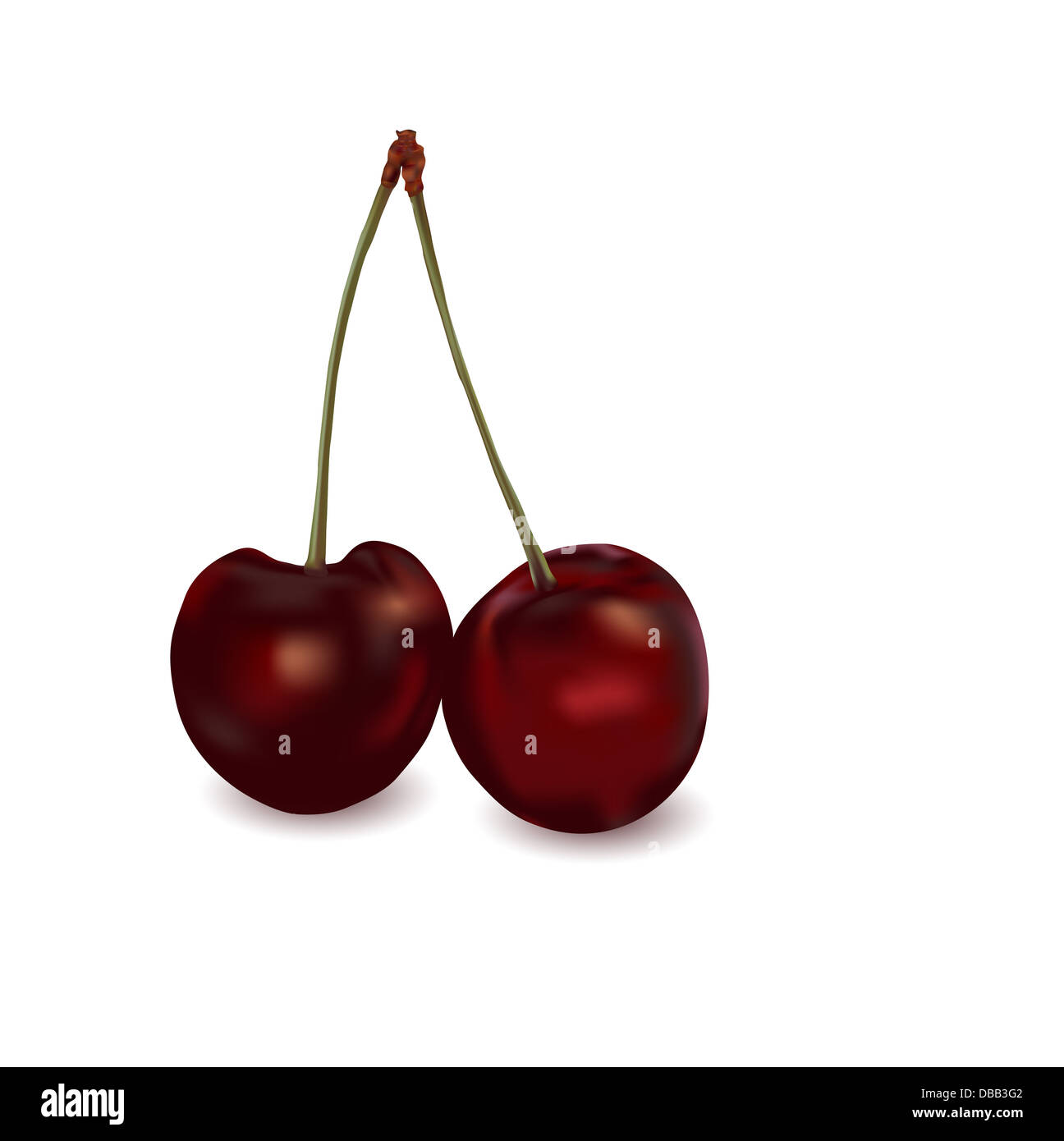 two cherries on a branch Stock Photo - Alamy two cherries on a branch Stock Photo - Alamy