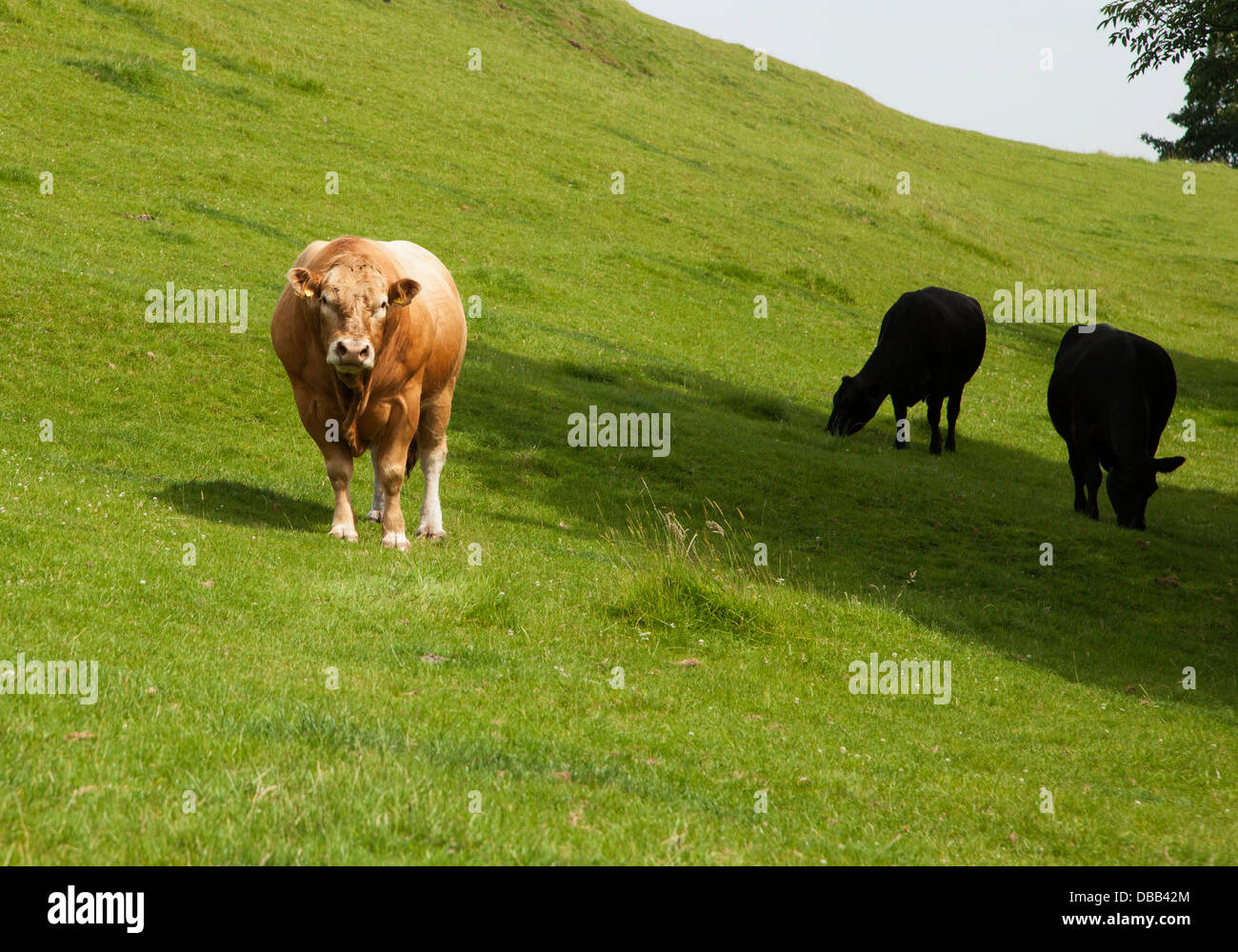 Prize cow hi-res stock photography and images - Alamy