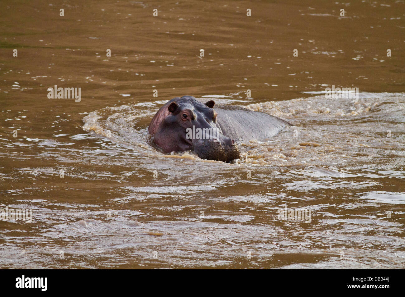 Hippo in the river Mara Stock Photo - Alamy