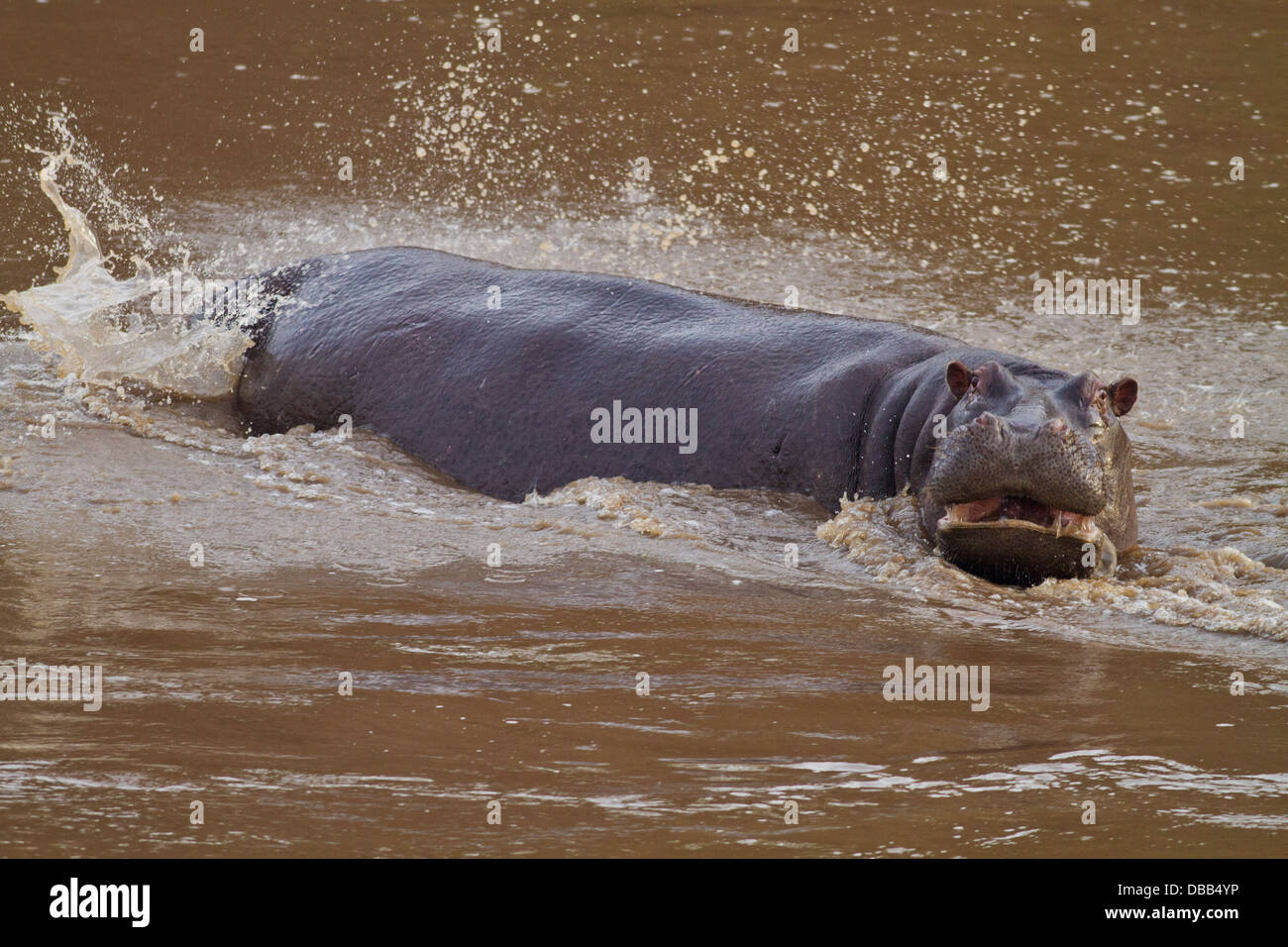 Agressive Hippo in the river Mara Stock Photo - Alamy