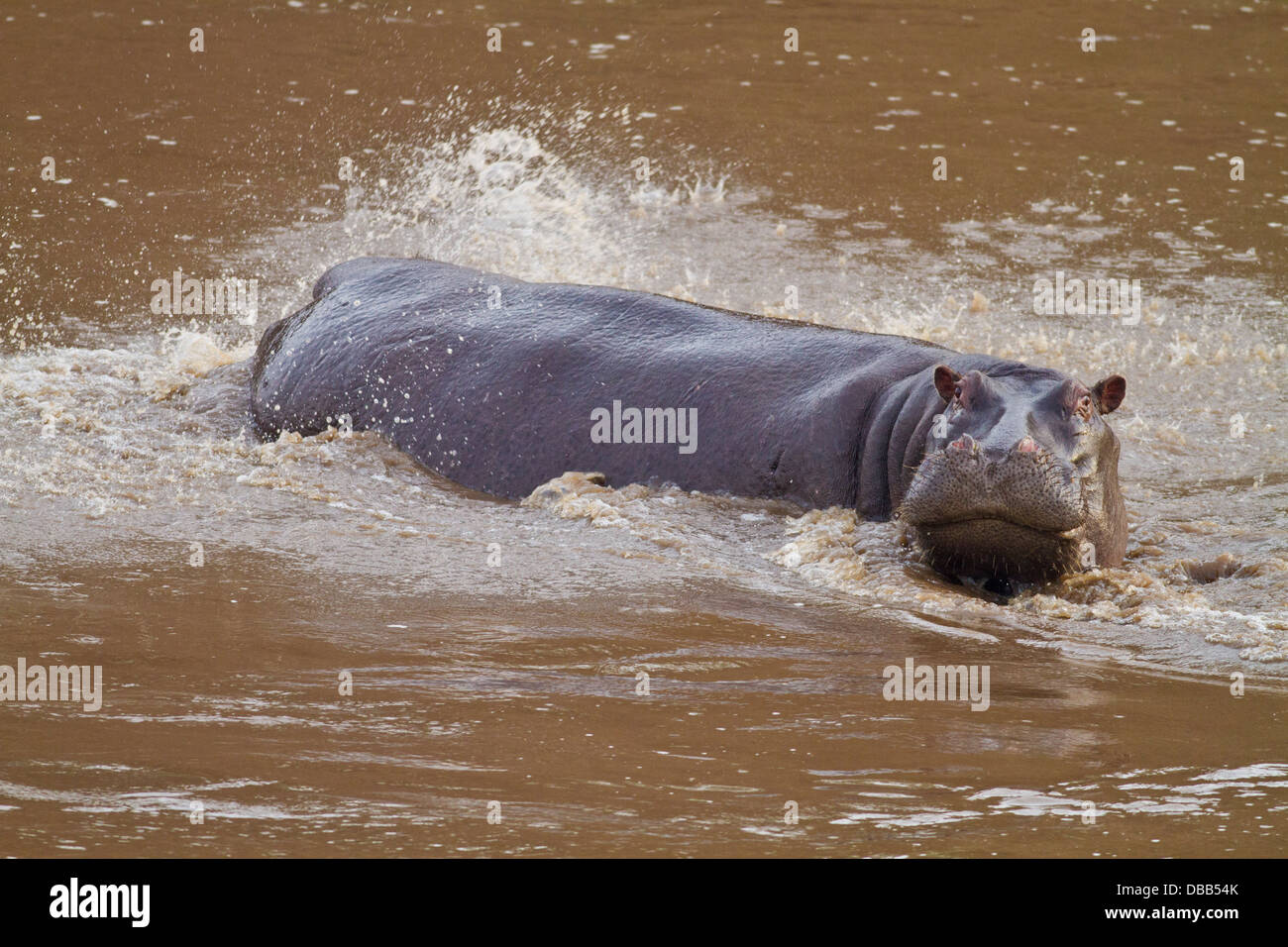 Aggressive Hippo in the river Mara Stock Photo - Alamy