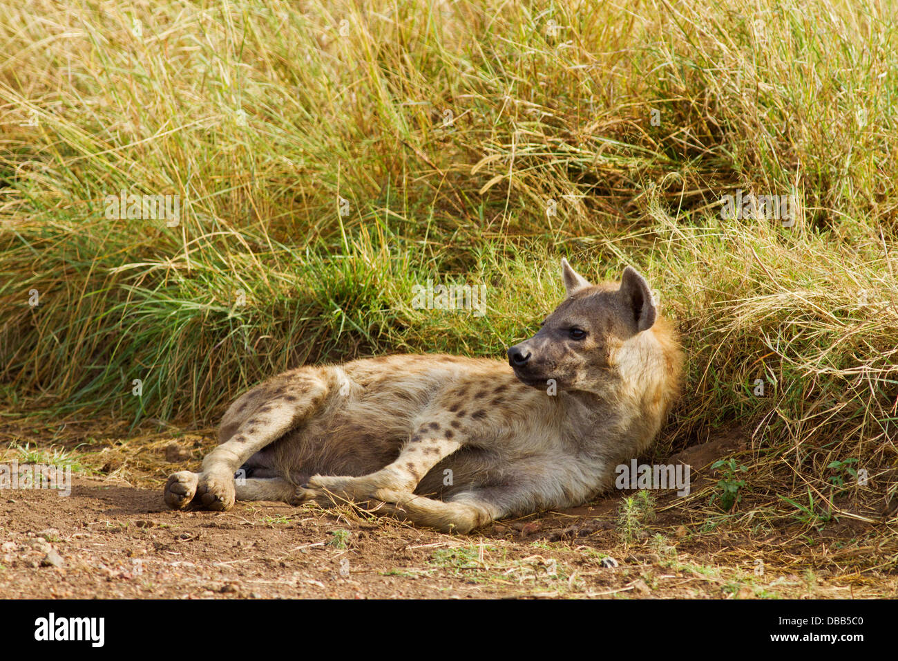 Hyna hi-res stock photography and images - Alamy