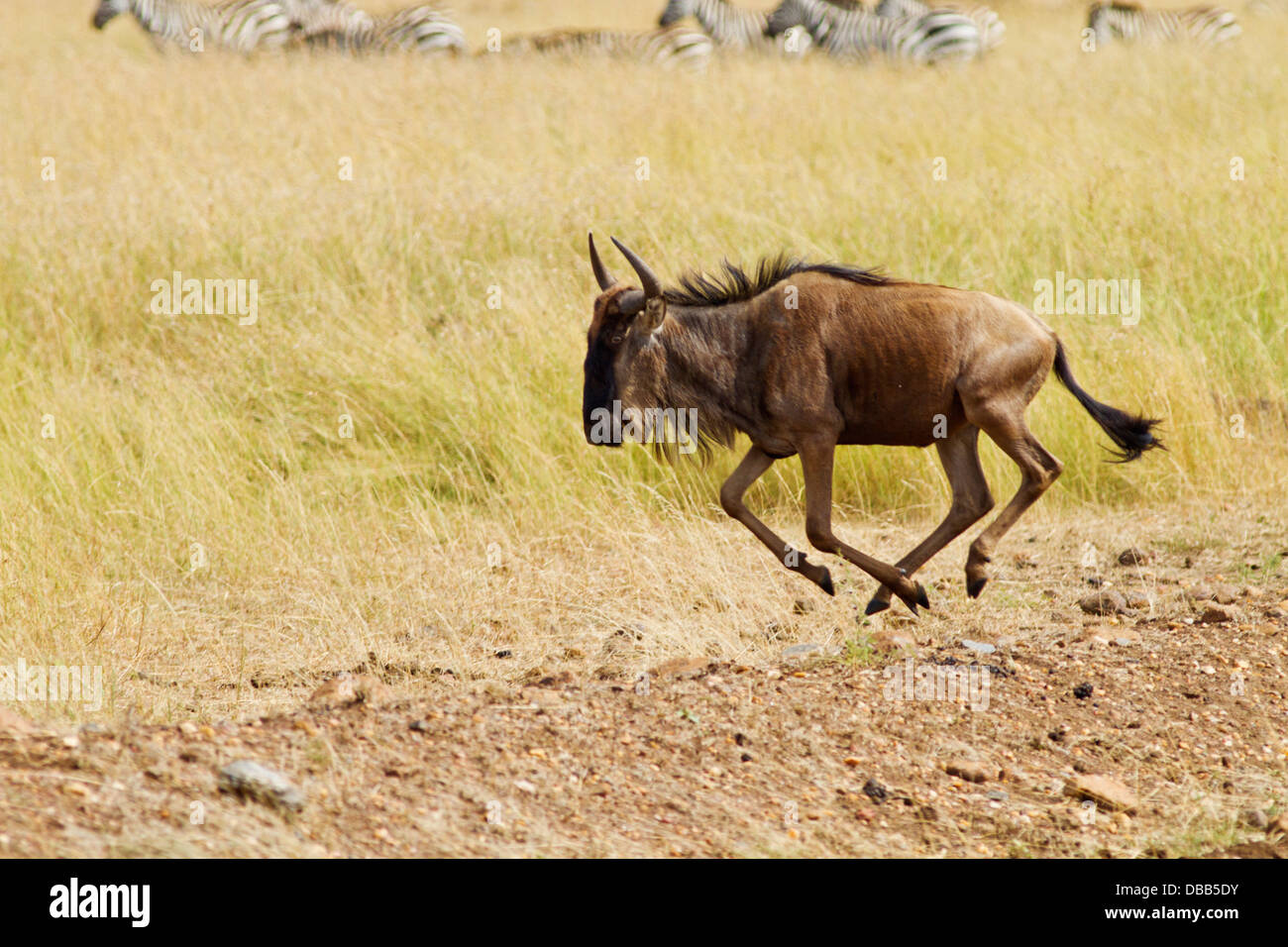 Wildebeest running across the grassland Stock Photo - Alamy
