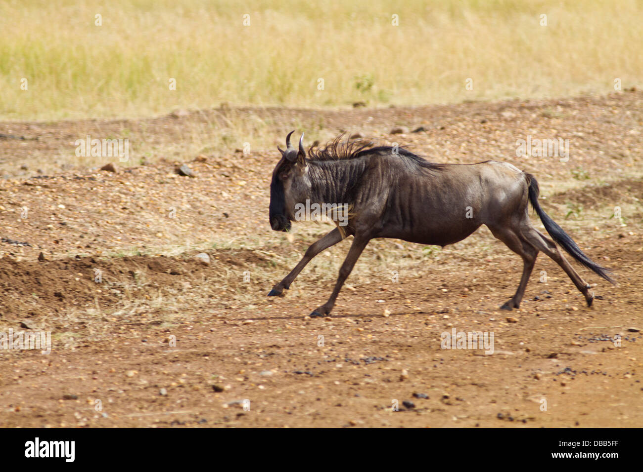 Wildebeest running across the savannah Stock Photo - Alamy