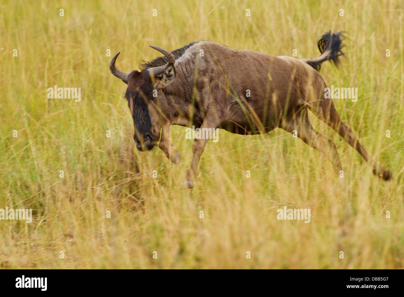 Wildebeest running across the savannah Stock Photo - Alamy