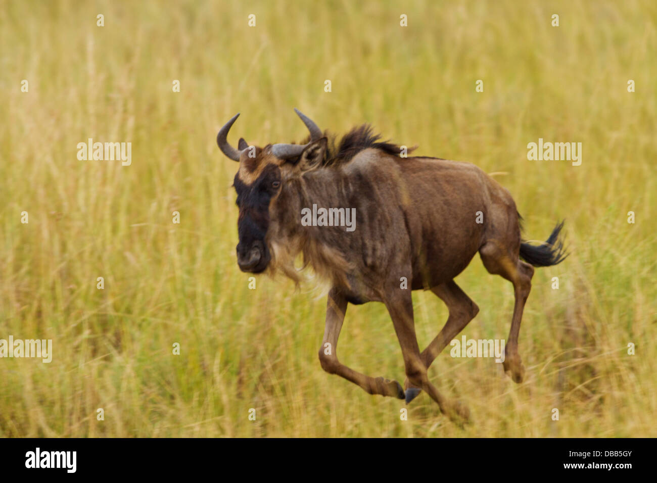 Wildebeest running across the grassland Stock Photo - Alamy