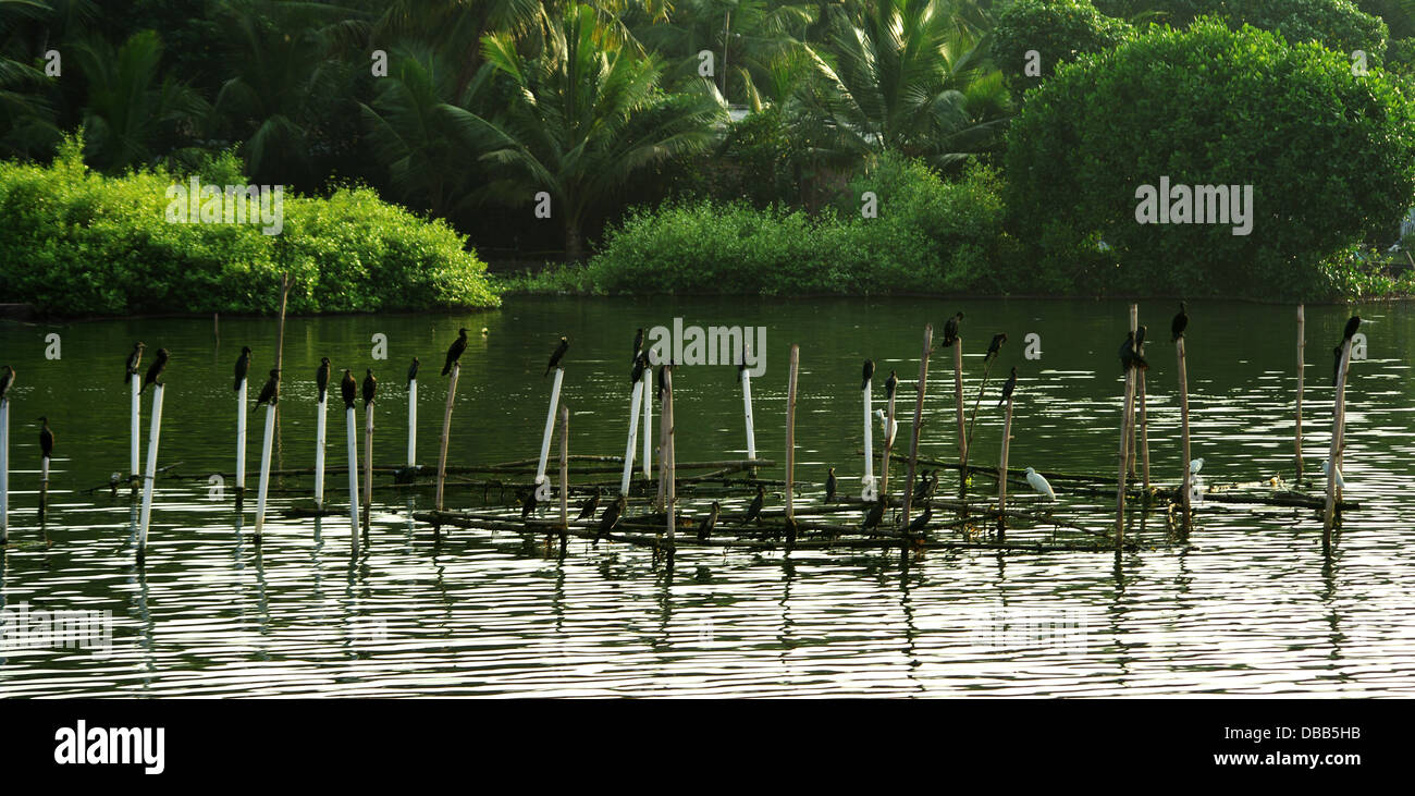 Jungle perch hi-res stock photography and images - Alamy