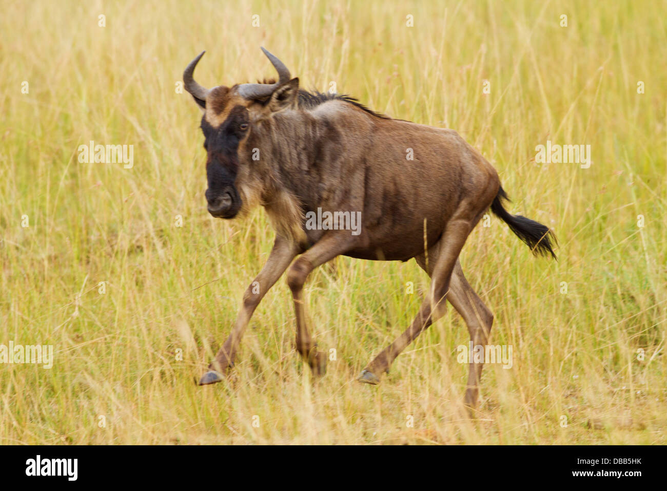 Wildebeest running across the grassland Stock Photo - Alamy