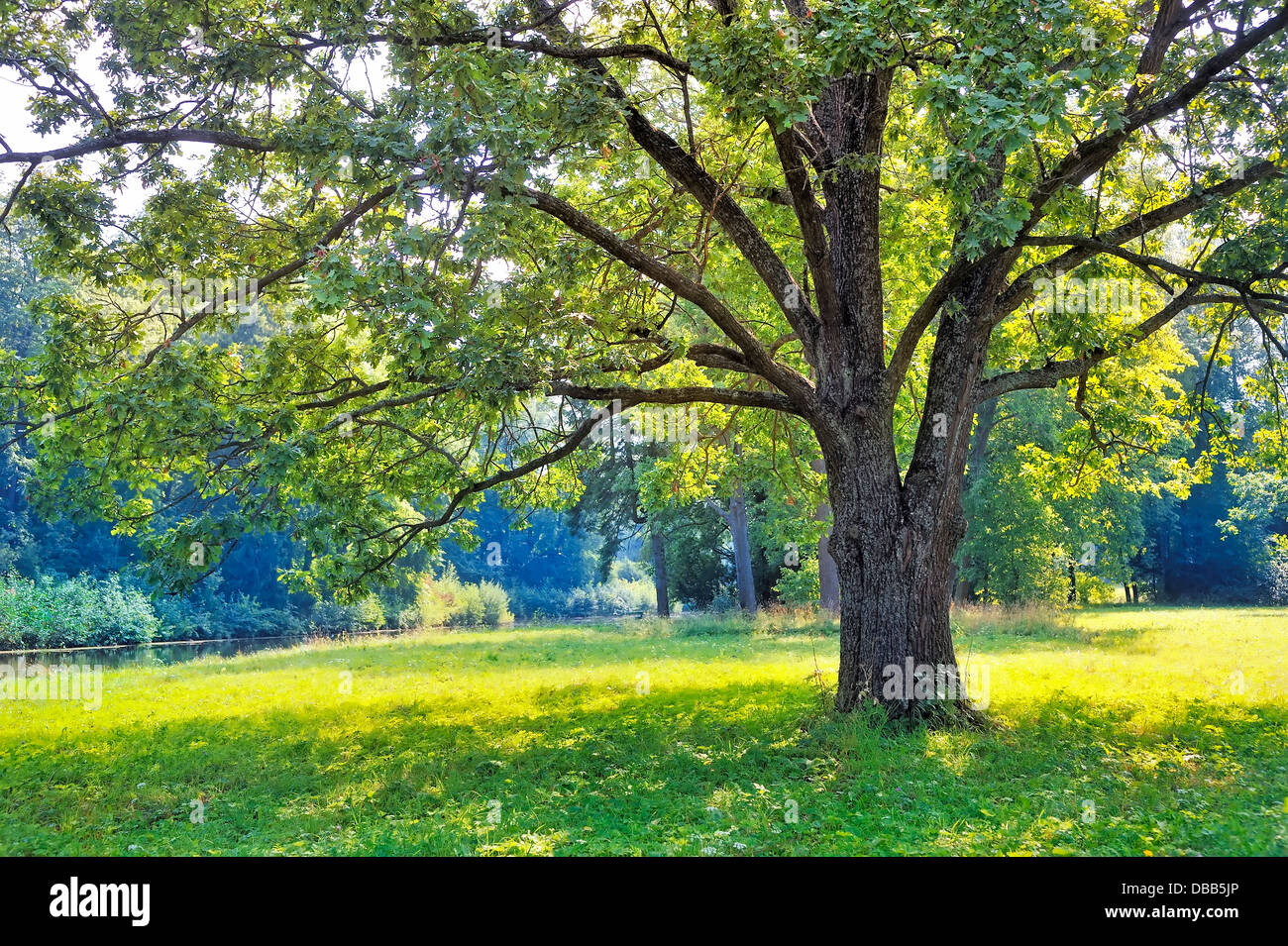 The tree in the park Stock Photo - Alamy
