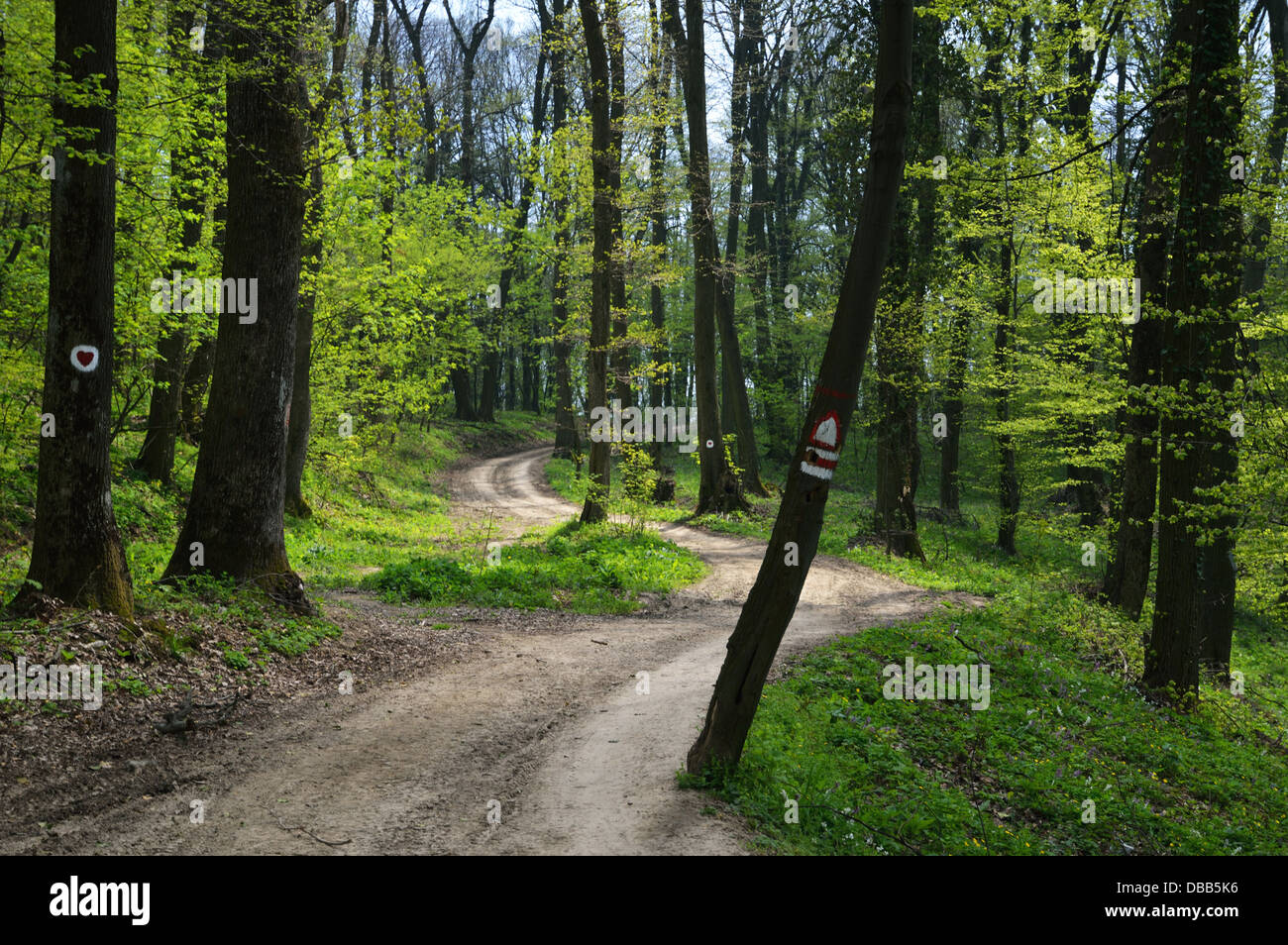 Curvy Path Winding through Spring Forest with Fresh Green Leaves Stock ...