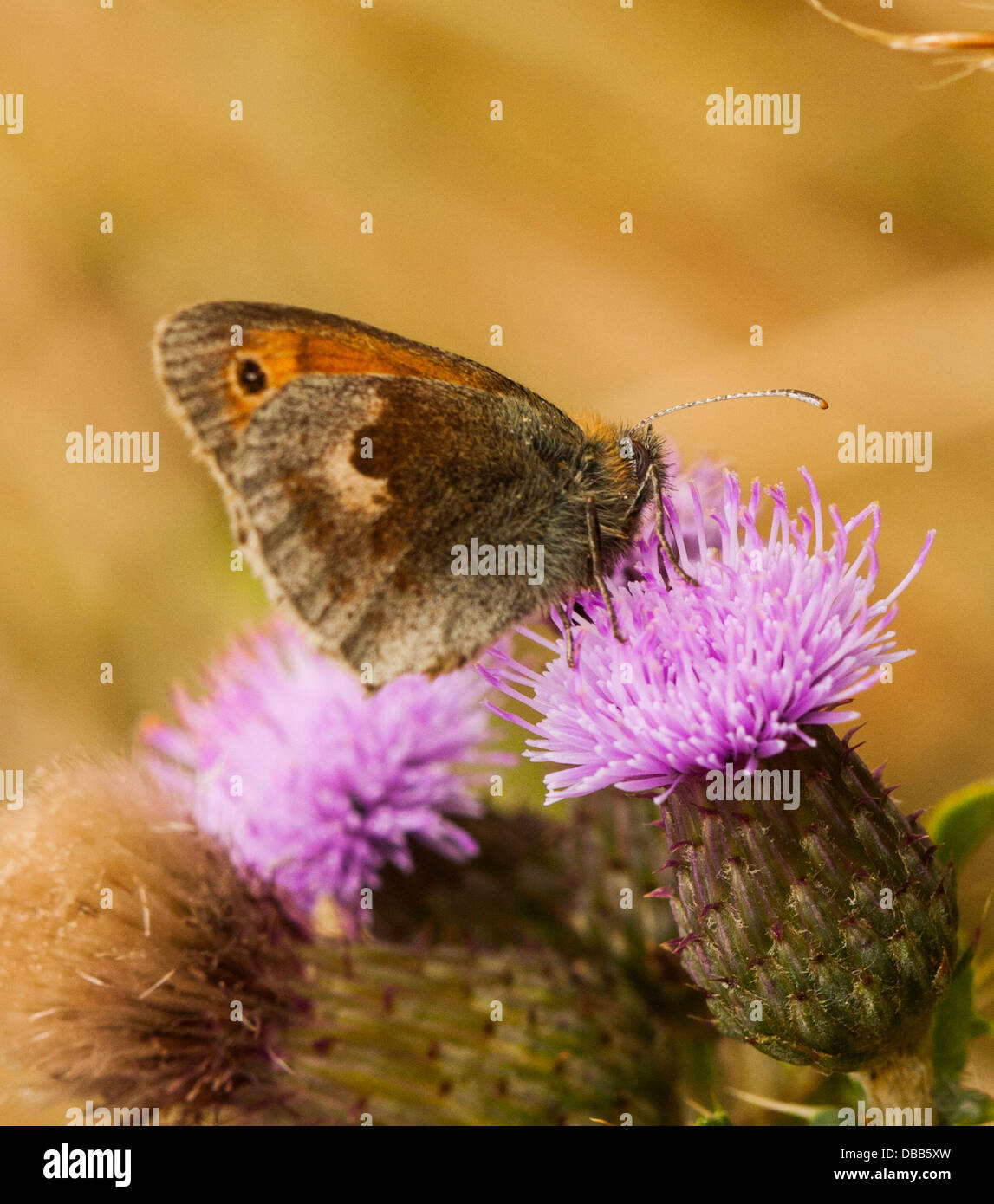 Hedge Brown, Gatekeeper Butterfly feeding on Creeping Thistle Stock ...