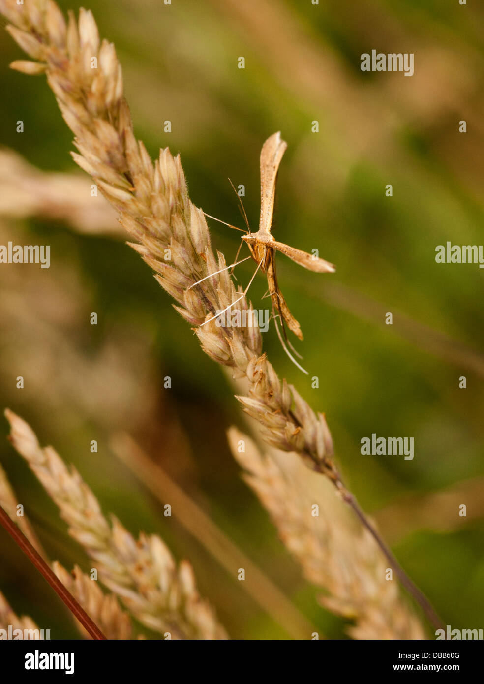 Plume moth at rest Stock Photo - Alamy