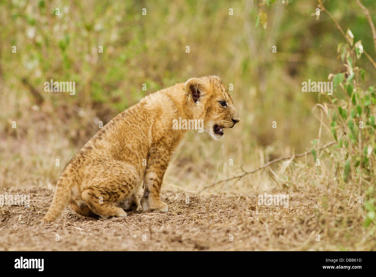 Wildlife outside protected area hi-res stock photography and images - Alamy
