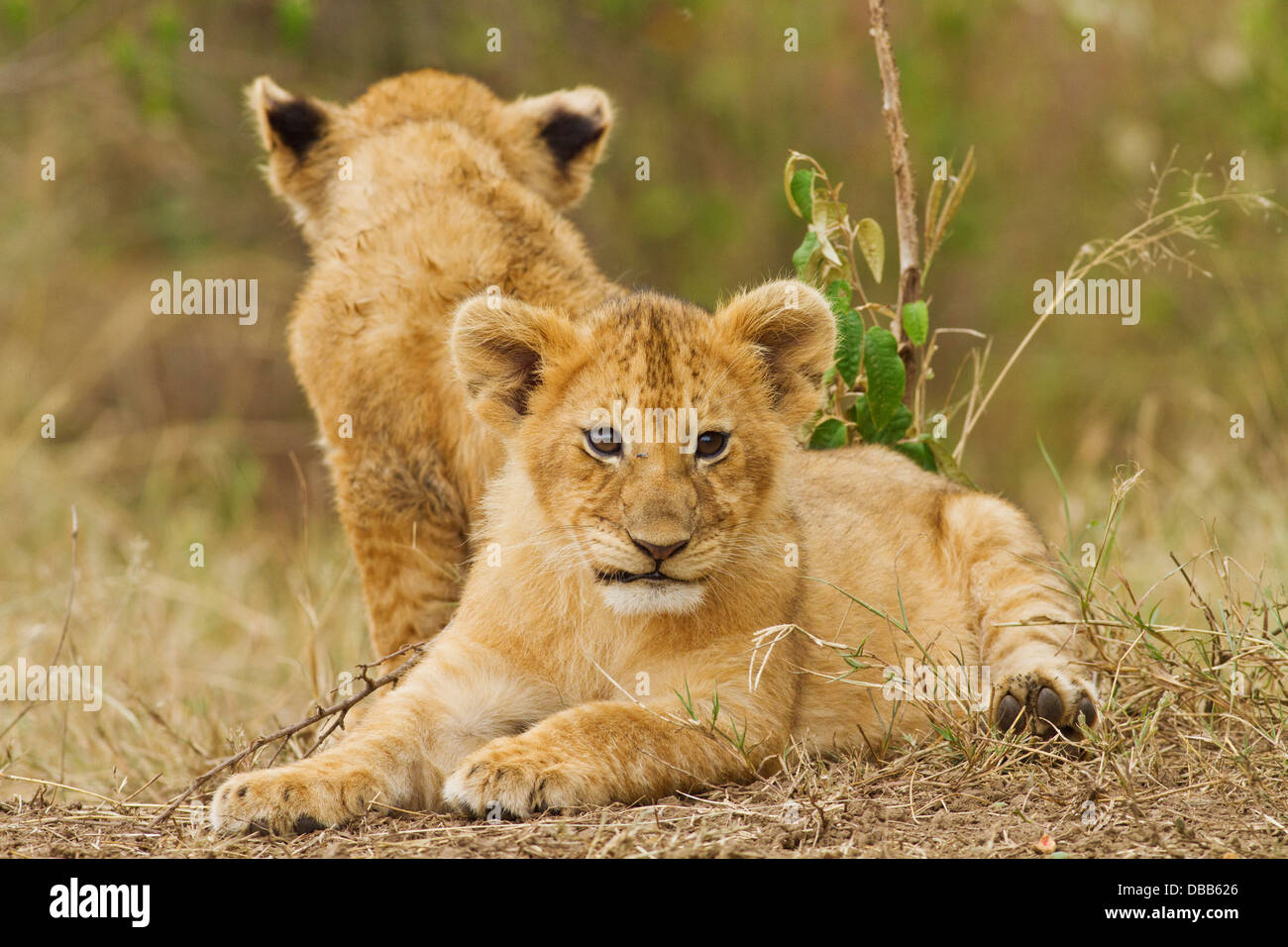 Lion cubs outside den Stock Photo - Alamy