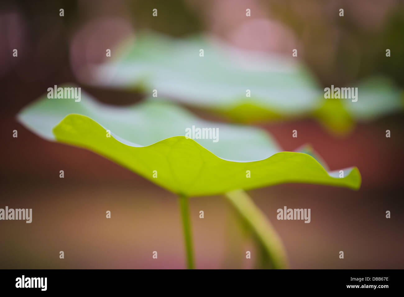 The close up lotus leaf Stock Photo - Alamy