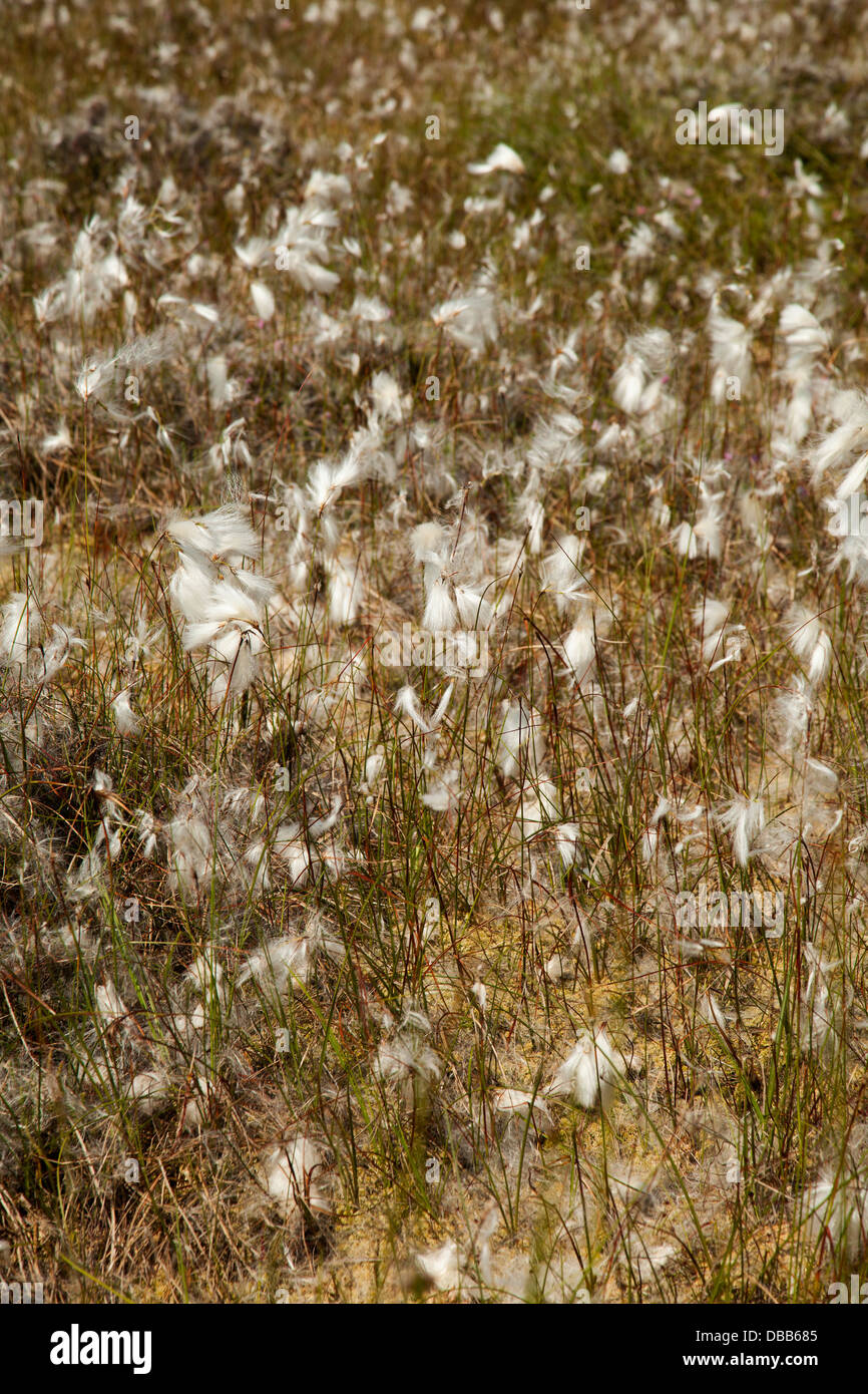 White fluffy flowers cotton grass hi-res stock photography and images ...